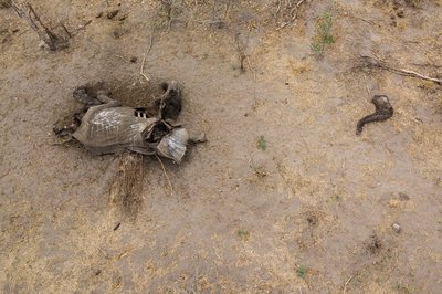 Drought ignites human-wildlife conflict in Zimbabwe