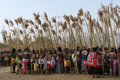 VIDEO: The Reed Dance explained
