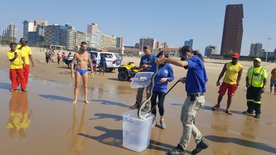 WATCH: 2.4 metre-long black mamba rescued on busy Durban beach