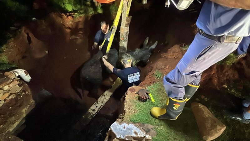 Tshwane fire fighters save donkey from septic tank pit