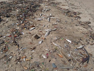 'Mass' of dead fish wash up again at Umgeni River