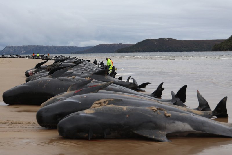 Australian rescuers race to save stranded pilot whales