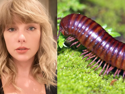A shongololo was named after Taylor Swift and we can't just shake it off!