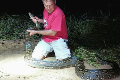 PICTURES: 3-Metre-long Python discovered on Westbrook beach