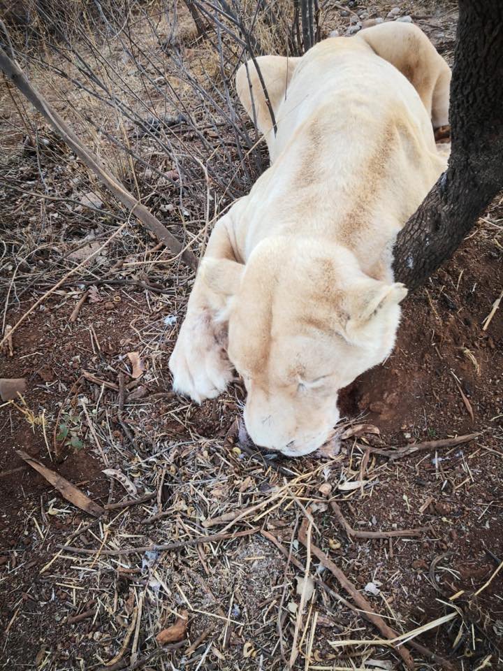 Akwaaba Predator Park reeling in shock after five lion slaughter