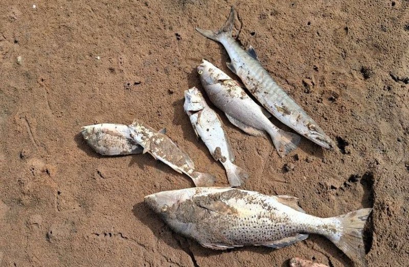 WATCH: Tinley Manor River Mouth, Shaka’s Cove closed after mass fish kill