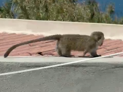 WATCH: The 'sausage dog' elongated monkey from Umdloti is so adorable