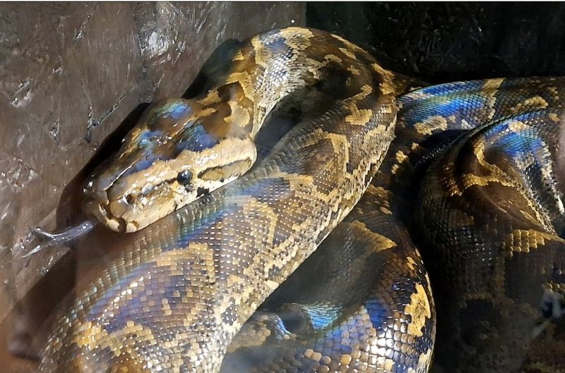 WATCH: Durban Rock Python rescued at sea during Ski Boat Festival