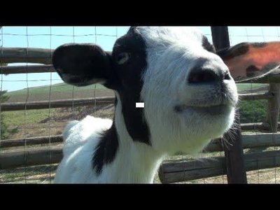 Funsunzi to do: Flag Animal Farm