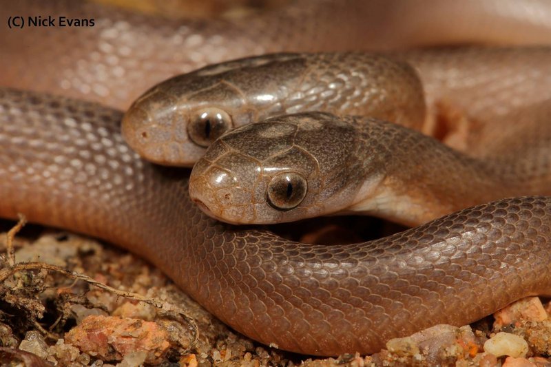 Two-headed snake rescued in KZN