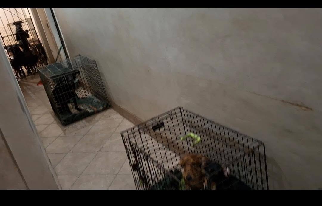SPCA finds more than 60 dogs in overcrowded Durban property ...