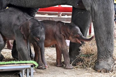 Rare elephant twins born in dramatic birth in Thailand