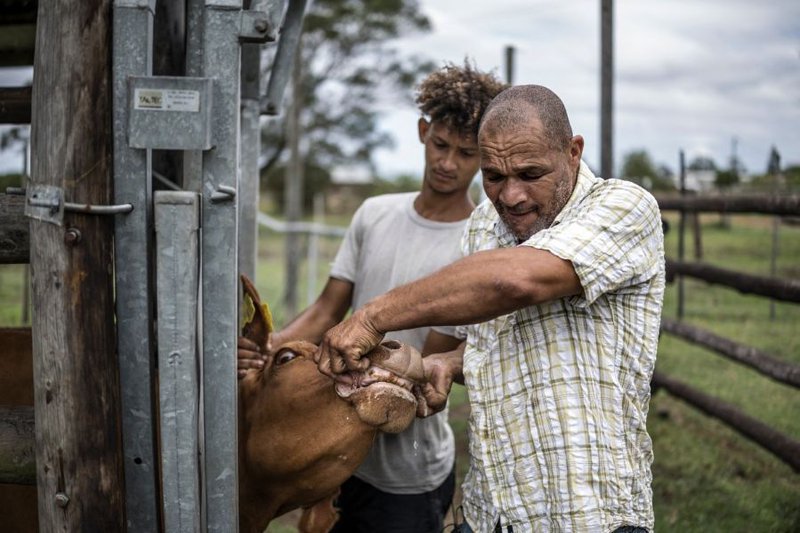 Livestock farmers reel from foot-and-mouth disaster
