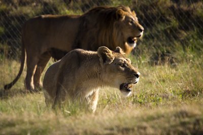 Five lions on the loose in Nkomzi