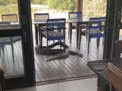 Giant African Rock Python pays unexpected visit to guests at KZN Lodge