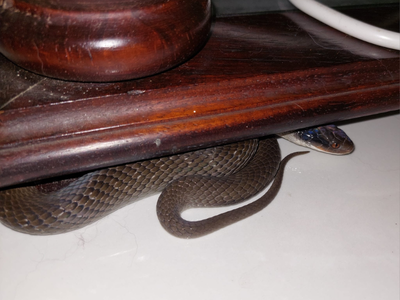 Snake sssurprises family in Westville