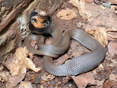 KZN snake catcher gets sprayed with venom