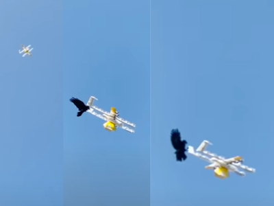 WATCH: A bird and a drone get into an altercation over coffee...
