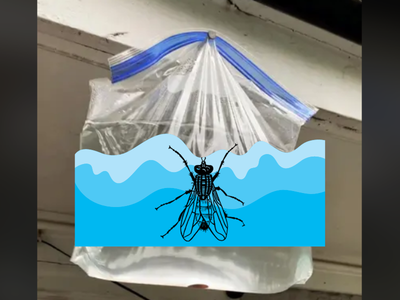 The internet teaches us how to get rid of flies in your home