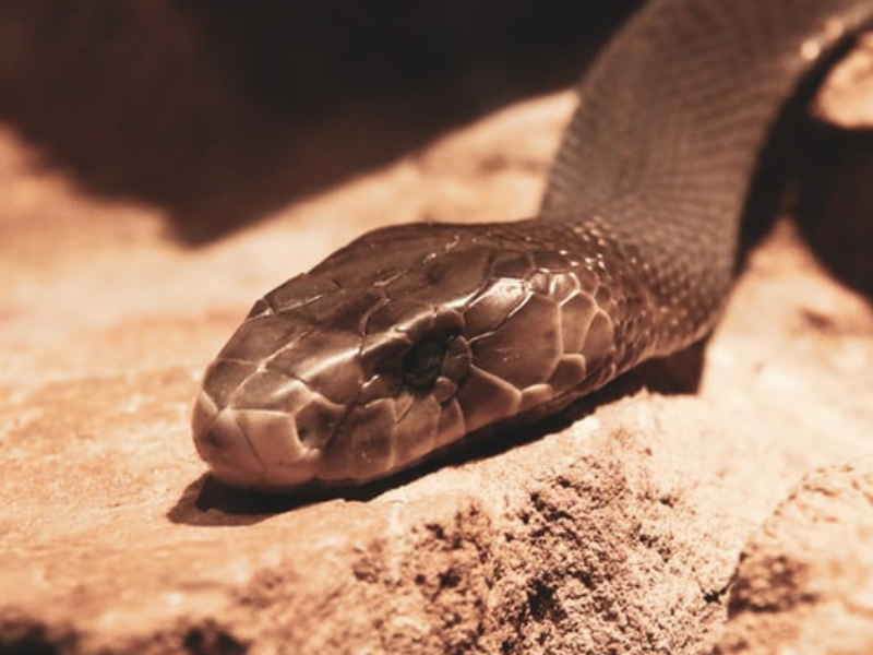 This couple from Durban spent the night with a black mamba...
