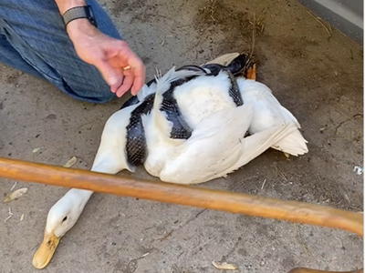 Farmer finds snake coiled around duck