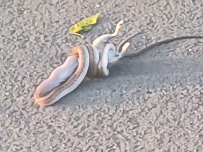 Sydenham man sees a house snake eat a rat