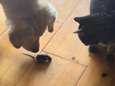Watch this mouse give a cat and dog the runaround