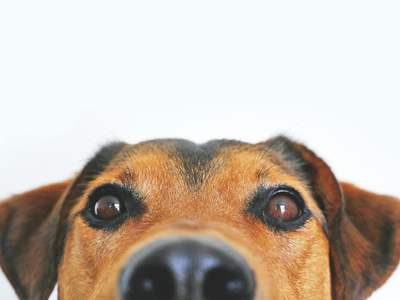 Springfield SPCA monthly markets are back!