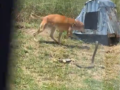 Girl shares video of snake facing off with her dog