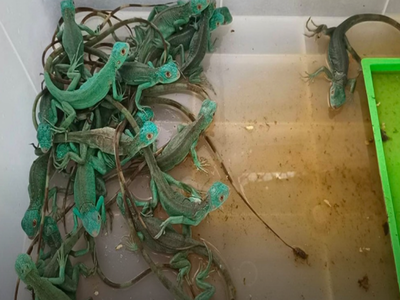 Australian police bust native reptile smuggling ring