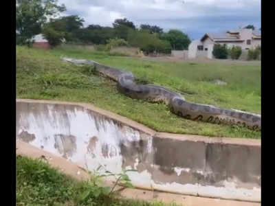 WATCH: Terrifying video of MASSIVE anaconda in Brazil