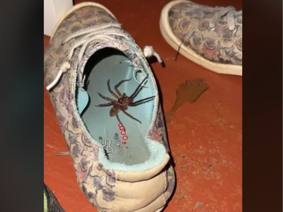 TV personality finds giant spider in his shoe