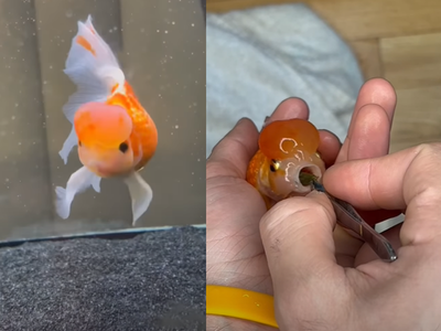 WATCH: Man saves his goldfish from choking on a plant...