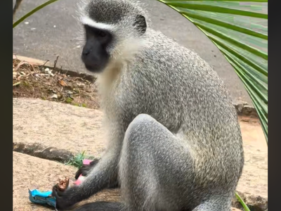"Mom, the monkey is eating my protein bar!"