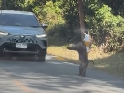 WATCH: A monkey directs traffic