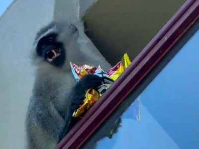 SA Comedian shares how a monkey stole his NikNaks