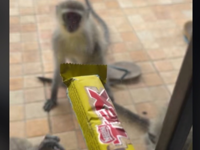 Woman teases monkeys with a chocolate bar