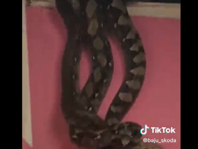 WATCH: Snakes in the ceiling beat snakes on a plane?