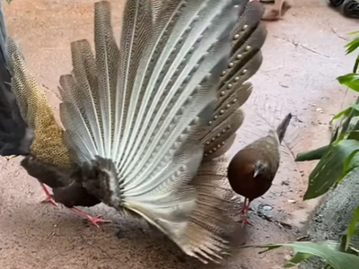 Peacock tries to serenade female with his dance moves