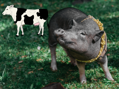 A pig that had one too many drinks starts a fight with a cow