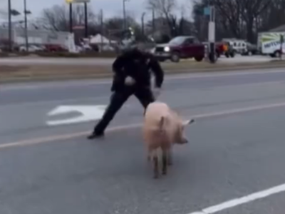 Pig gives police the run around in New Jersey