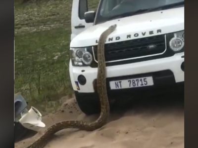 Python slithers up Land Rover that is parked on a beach