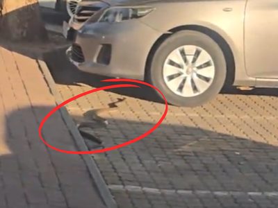 Woman shares creepy video of snake inside car