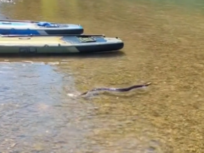 "Stay still!" Family on vacation experience a snake in the river