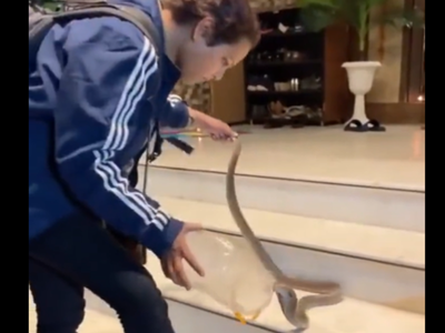 WATCH: Brave woman manages to catch snake safely