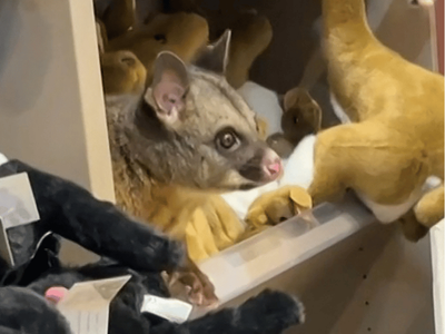 WATCH: Adorable wild possum shelters with plush animal toys in airport shop