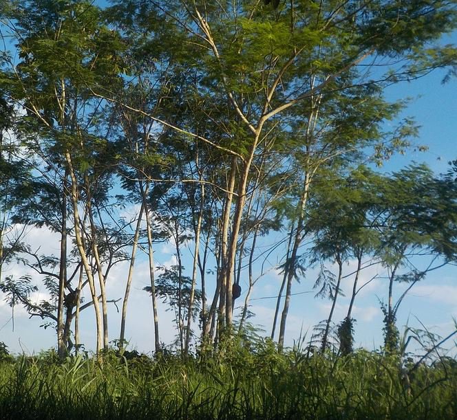 Nearly 400 new species discovered in Amazon