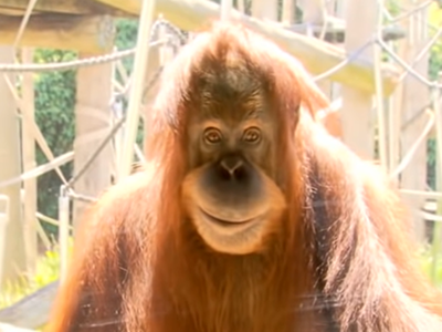 The smiling Orangutan from Melbourne Zoo