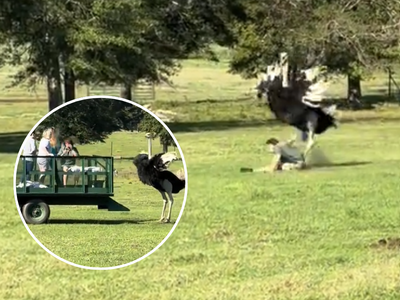 School outing gone wrong as ostrich attacks man