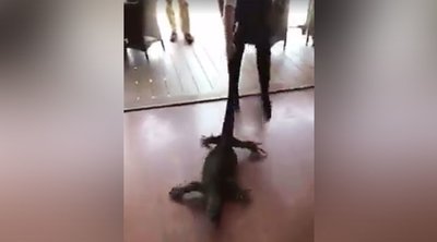 Brave waitress drags giant lizard out restaurant by tail